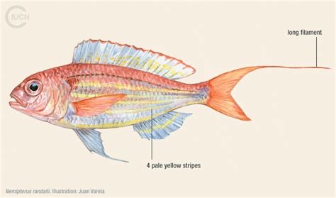 Nemipterus Randalli Iucn Medmis