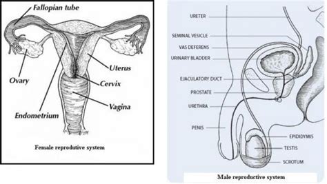 Female Reproductive System Sketch At Explore