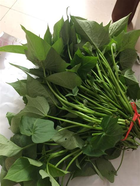 蔬菜皇后番薯葉一菜二吃 每日頭條