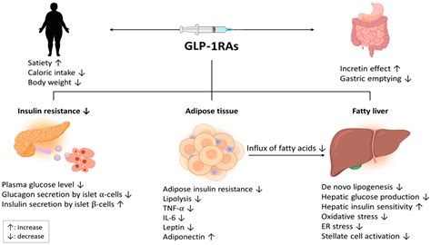 What Happens If You Inject Glp1 Into Muscle