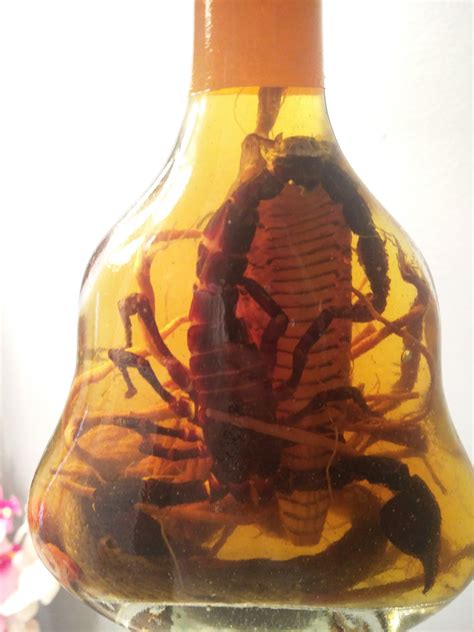 Tequila With Worm Inside The Tequila Worm The Storytellers Bag