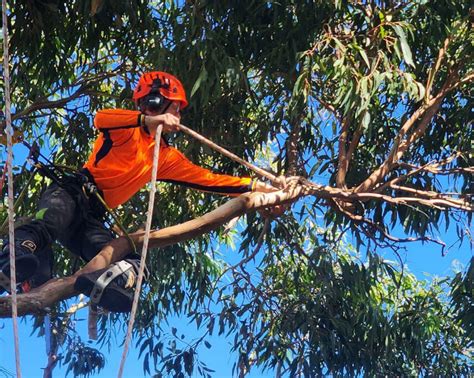 Tree Removal Service Adelaide Crows Nest Tree Removal