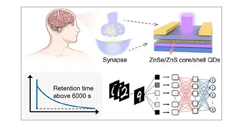 Organic Synaptic Transistors With Environmentally Friendly Coreshell