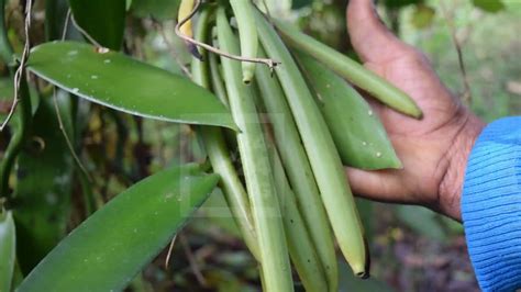 Commerce Un Prix Dachat à 46 000 Ariarykilo Pour Lancer La Campagne De Commercialisation De