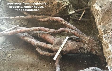 Tree Roots Liability Damages And Insurance Turner Law Firm