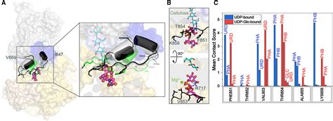 Insights Into Substrate Coordination And Glycosyl Transfer Of Poplar