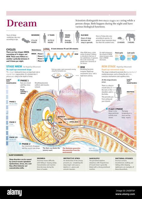 Infographics Of Brain Activity During Dream And Dream Stages [adobe Illustrator Ai