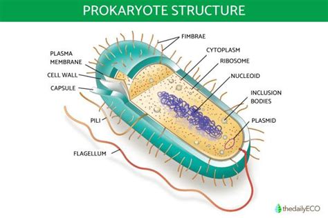Prokaryotic Cell Structure