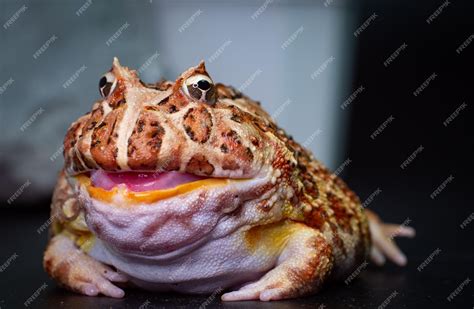 Premium Photo The Argentine Horned Frog Yellow With Brown Stripes The