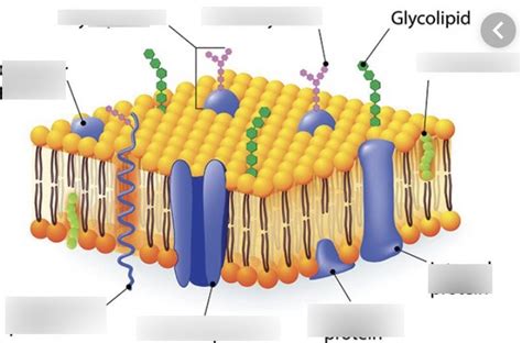 Cell Structure Cell Function Cell Transport Diagram Quizlet
