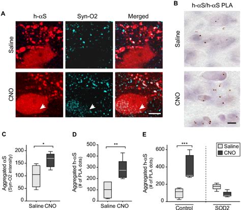 Sod2 Overexpression Prevents Hyperactivity Induced H S Aggregation A