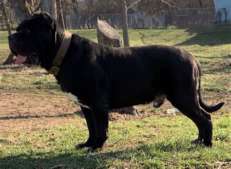 American Mastiff Breeds