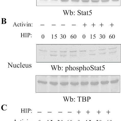 Stat5 Phosphorylation And Translocation To The Nucleus Is Unaffected By