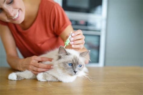 Is Advantage Safe For Cats Medication Dosage Usage Catster