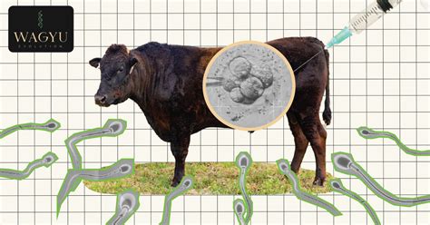 Exploring The Benefits Of Ai And Embryo Transfer Programs In Wagyu Wagyu Evolution