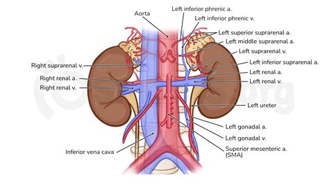 Vasculature Of The Abdomen Teachmeanatomy 41 Off