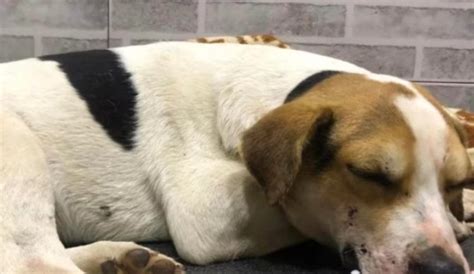 „ნევროლოგებმა გასინჯეს ჩვენი ბიჭი გადარჩენის შანსები 20 ით გაზრდილია“ როგორია ბაღდათში