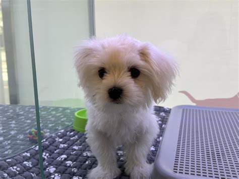 말티즈 마루 비숑프리제무료입양사이트 포메라니안무료입양사이트 말티즈무료입양사이트 말티푸무료입양사이트 푸들무료입양사이트 먼치킨무료입양사이트 랙돌무료입양사이트 브리티쉬숏헤어무료