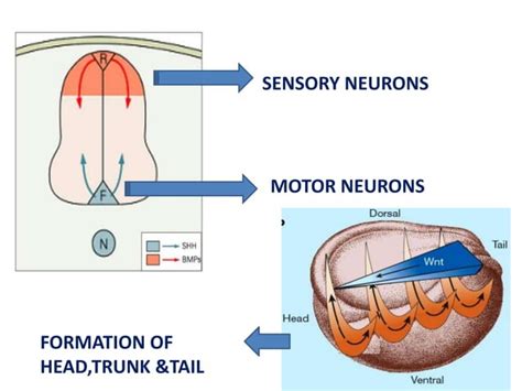 Neurulation Ppt