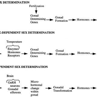 Different Mechanisms Of Sex Determination In Vertebrates In Download Scientific Diagram