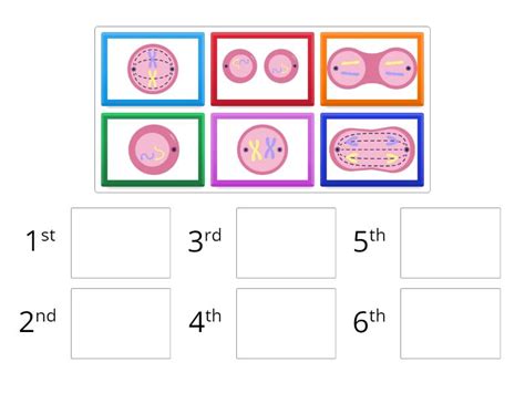 Mitosis 1 Rank Order