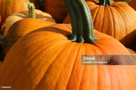 잘 익은 오렌지 호박의 전체 프레임 이미지 할로윈 화창한 날에 판매 할 준비가 필드에서 성장 전경에 초점 0명에 대한 스톡 사진 및 기타 이미지 Istock