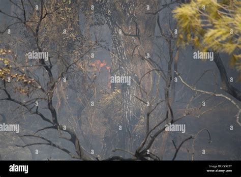 Trees On Fire Stock Photo Alamy