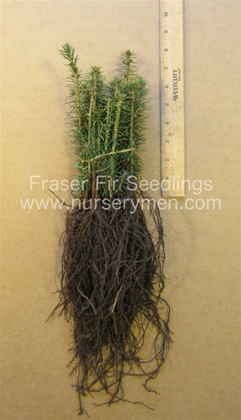 Fraser Fir Seedlings Abies Fraseri Evergreen Trees For Sale