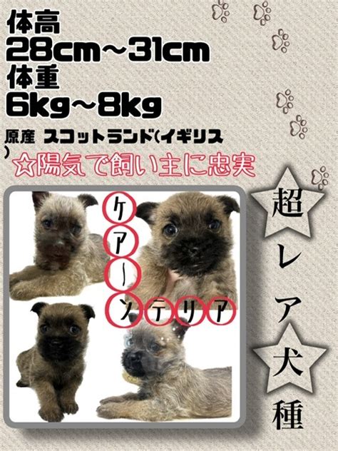 【ひごペットフレンドリー京都店】 なんの犬種なの 京都店