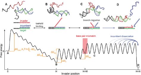 Figure 1 From Modelling Dna Strand Displacement Reactions In The