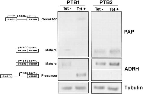 Multiple Roles For Polypyrimidine Tract Binding Ptb Proteins In Trypanosome Rna Metabolism