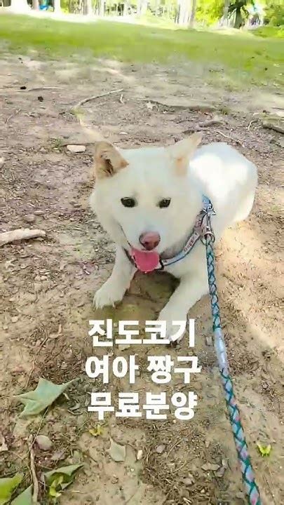 진도코기 짱구 무료분양 사지말고입양하세요 Shorts Youtube
