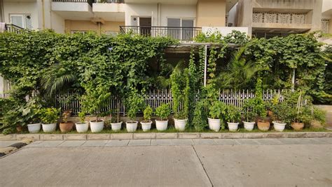 गार्डनिंग का ऐसा शौक की नोएडा शहर के घर में बनाया जंगल