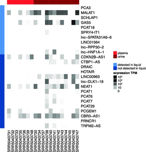 Heat Map Constructed From Publicly Available Total Rna Sequencing Data Download Scientific