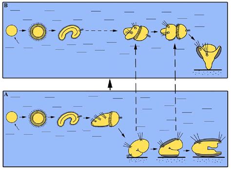 Figure 7 From Larval Development Of The Brachiopod Coptothyris Grayi
