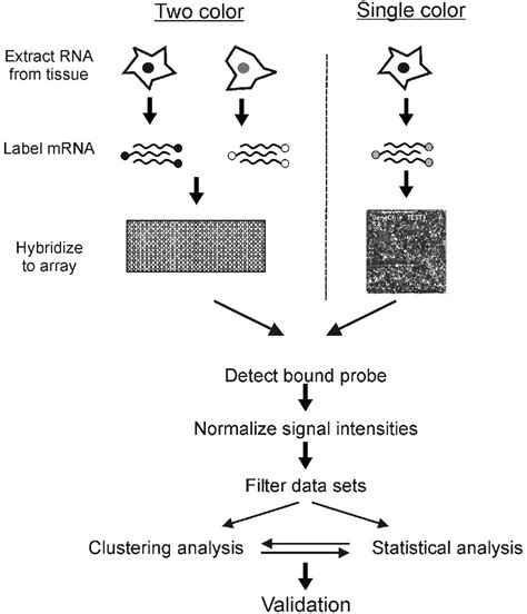 what is microarray analysis at jennifer colbert blog