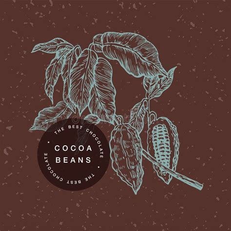 Cocoa Beans Illustration Engraved Style Illustration Chocolate Cocoa Beans Vector