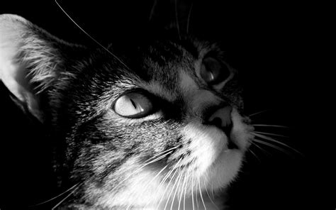 Кошки фото. Галерея красивых фотографий котов, кошек и котят