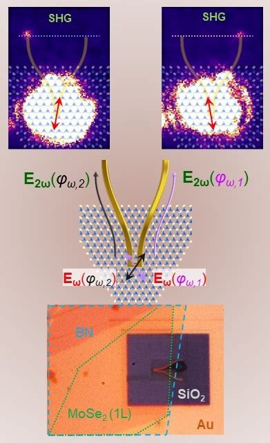 nature communications selective routing of tmd shg in a plasmonic circuit
