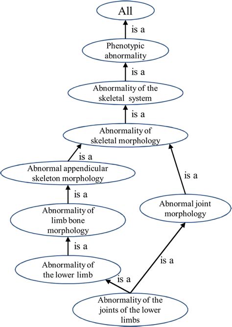 Example Of The Structure Of Hpo Hpo Term Abnormality Of The Joints Of Download Scientific