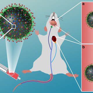 The Schematic Of Design And Working Principle Of The Novel H2S Targeted Download Scientific