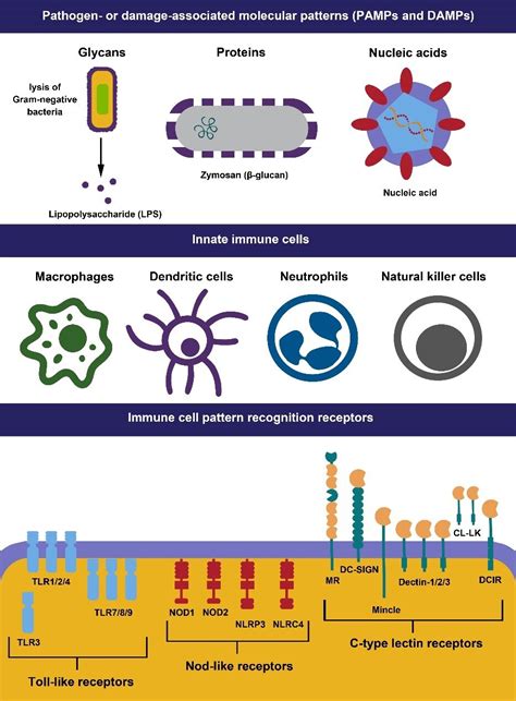 Pattern Recognition Receptors Overview Thermo Fisher Scientific Uk Pattern Recognition Receptors Overview Thermo Fisher Scientific Uk