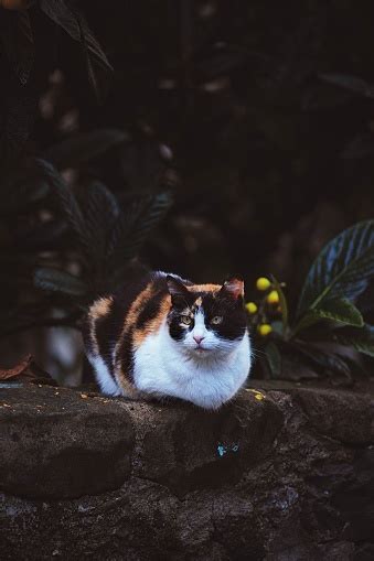 주황색과 검은색 패치가 있는 사랑스러운 고양이가 뒤에 나무가 있는 벽에 누워 있다 가르랑거림에 대한 스톡 사진 및 기타 이미지 가르랑거림 게으름 고양잇과 Istock