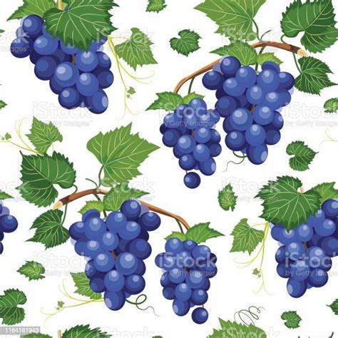 포도 포도 나무 원활한 패턴과 흰색 배경에 잎 신선한 유기농 식품 다크 블루 포도 무리 패턴 배경 과일 벡터 그림 0명에 대한 스톡 벡터 아트 및 기타 이미지 Istock