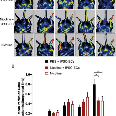 Laser Doppler Spectroscopy Analysis Of Limb Perfusion Recovery In Mice Laser Doppler Spectroscopy Analysis Of Limb Perfusion Recovery In Mice