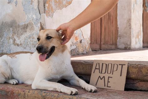 Cómo Adoptar Un Perro Pasos Requisitos Y Consejos Guía Tiendanimal