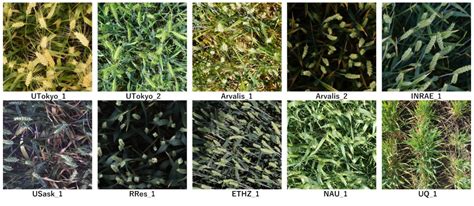 Github Tanmaypandey7wheat Detection Detecting Wheat Heads Using Yolov5