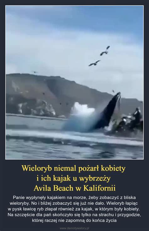 Wieloryb Niemal Pożarł Kobiety I Ich Kajak U Wybrzeży Avila Beach W Kalifornii Demotywatorypl