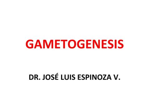 Gametogenesis Ppsx Infertility Reproductive Health