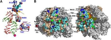 Amino Acid Substitutions In Phylogenetically Conserved Regions A